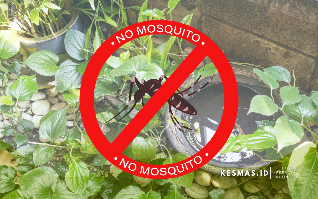 Waspada DBD: Cara Penularan dan Perkembangan Nyamuk DBD - Kesmas-ID.com